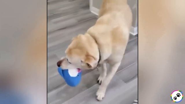 Забавные питомцы #87