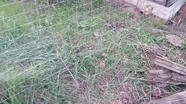 Наконец - то я поставил забор