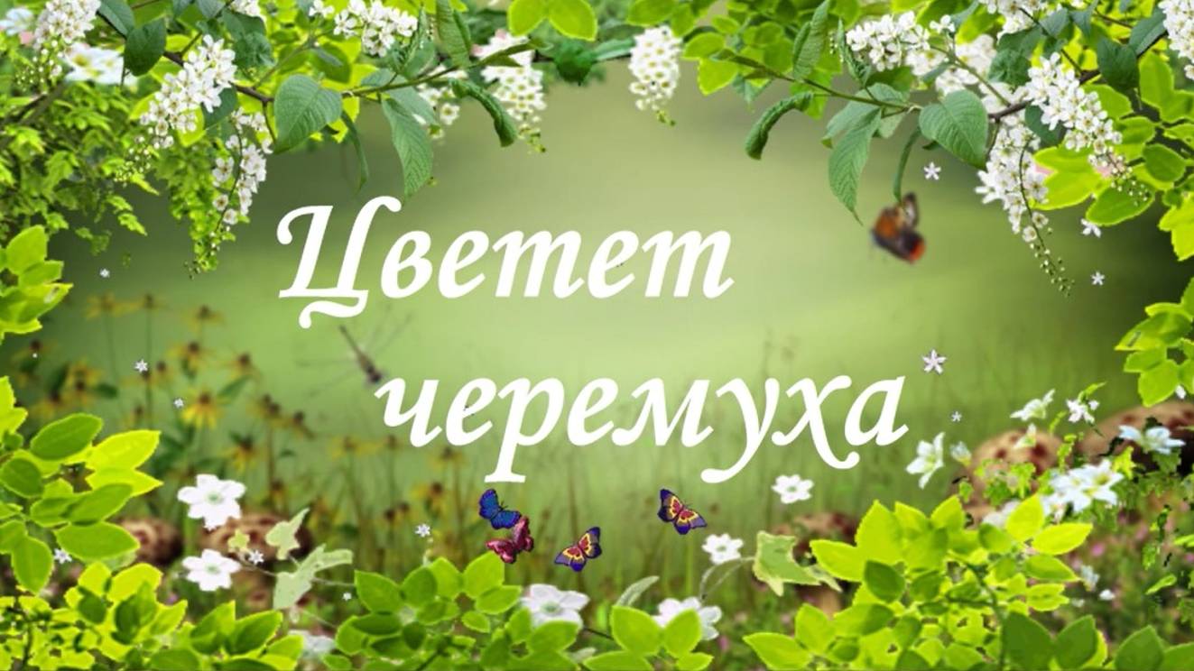 Цветет черемуха