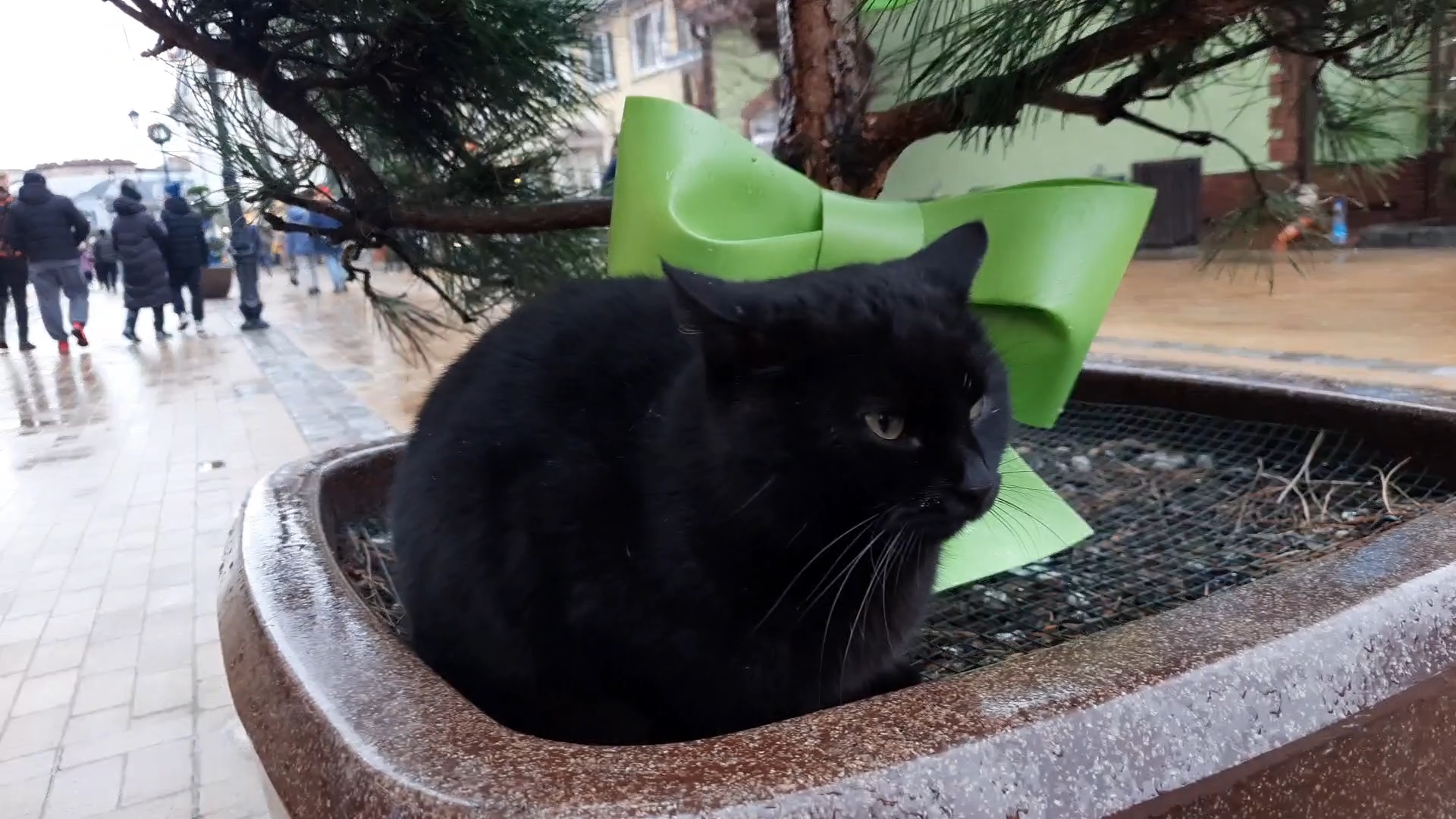 Зеленоградск во время новогодних каникул.