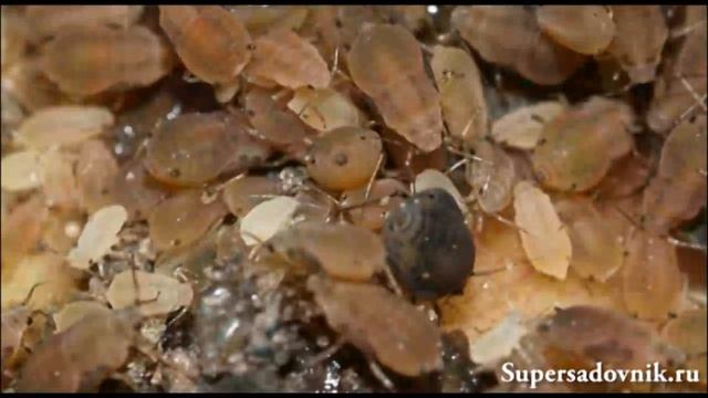 Как бороться с тлей на огороде и в саду