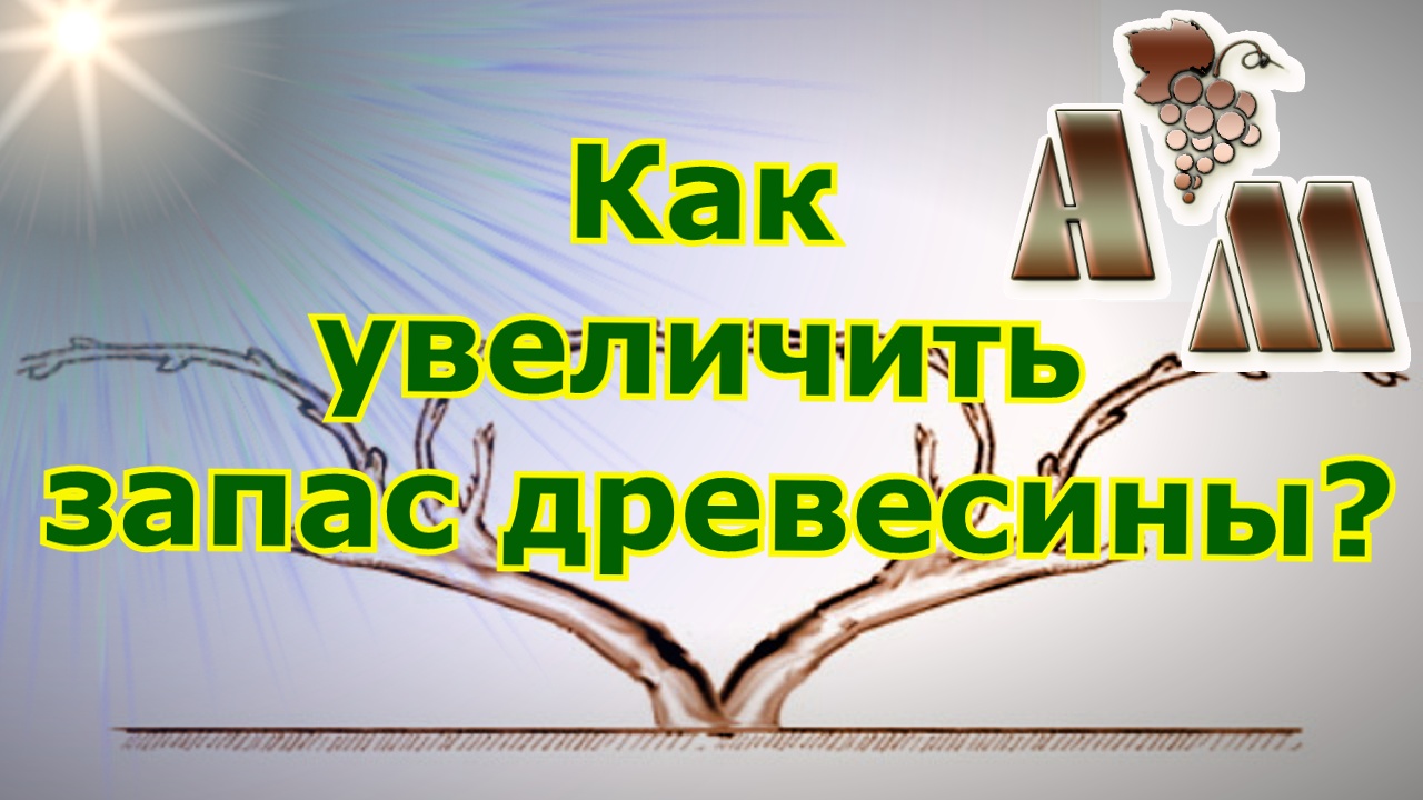 ? Как увеличить запас многолетней древесины в бесштамбовых формировках винограда?