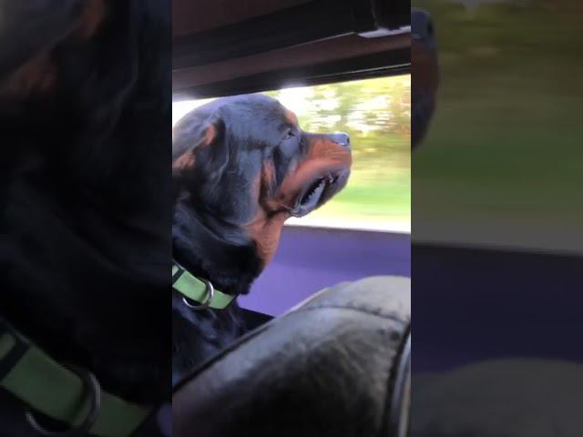 Лучший кондиционер. От улыбки треснула щека.