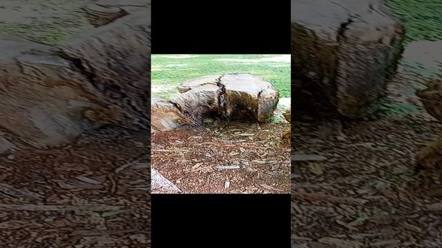 Гатчина , Гатчинский парк