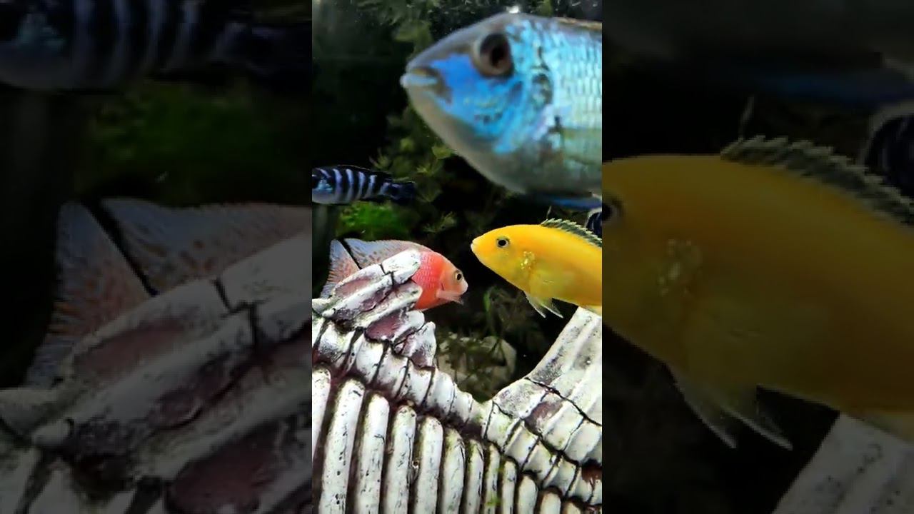 Почему я люблю аквариум с цихлидами? Они радуют своей активностью, интеллектом и яркими красками.