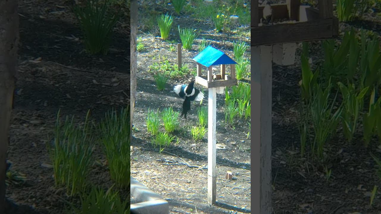 Сорока прогоняет птиц со своей территории