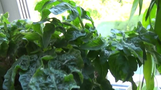 Огород на окошке 12 августа 2018г