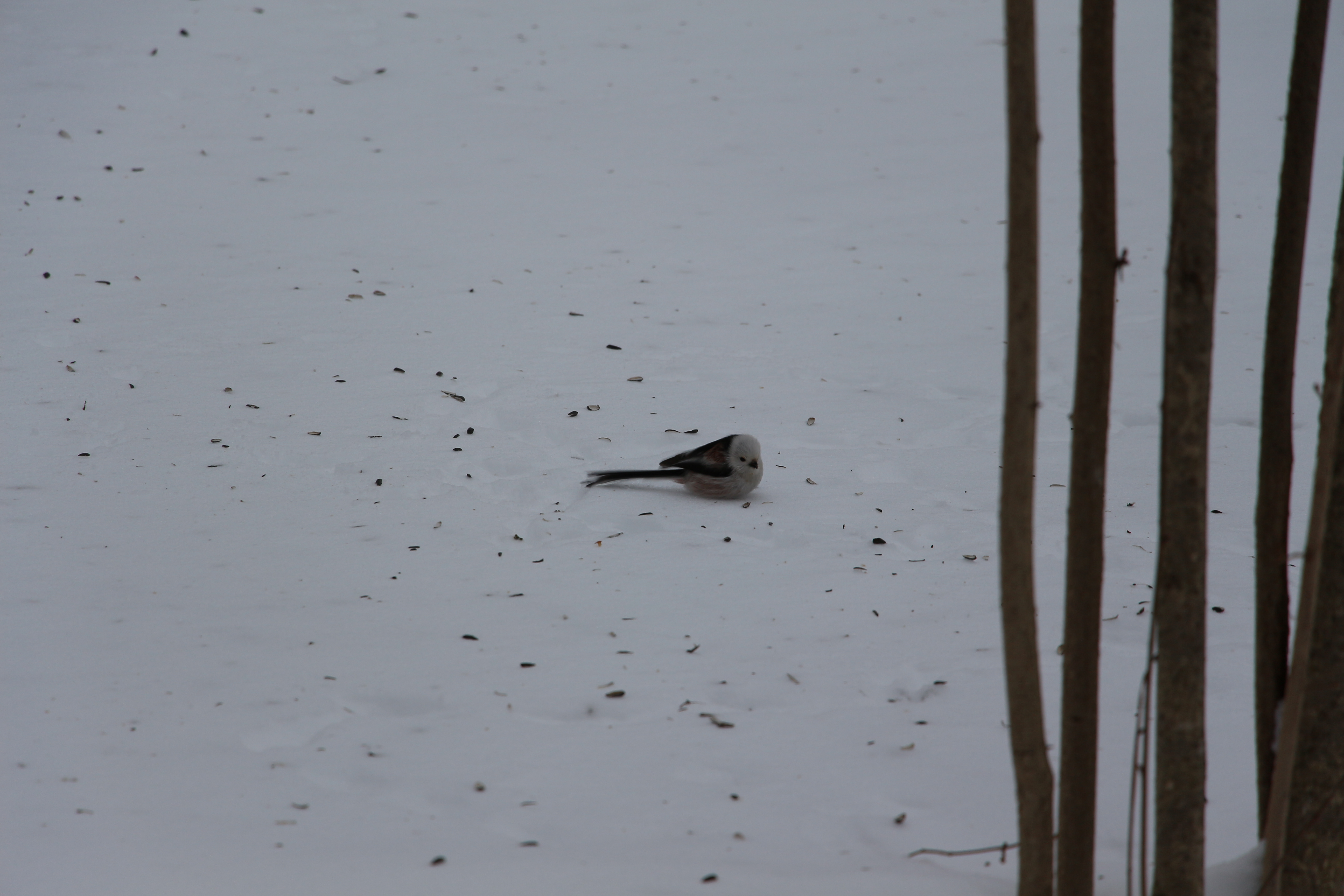 Снежки с хвостами!