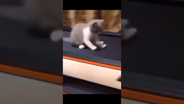 ? Смешное видео при кошек! Смех до слёз! Смешное видео с животными! ???