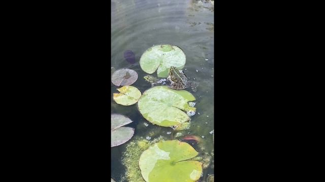 Лилии, лягушки - дача 2022. Фотограф - Астахова Мария