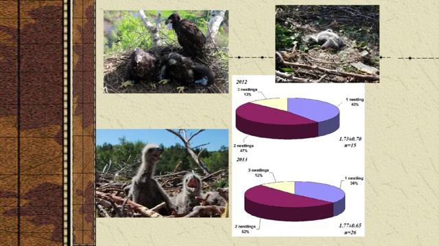 RRRCN. ОРЛЫ ПАЛЕАРКТИКИ - 2013. Бекмансуров. Результаты мониторинга крупных хищных птиц в РТ
