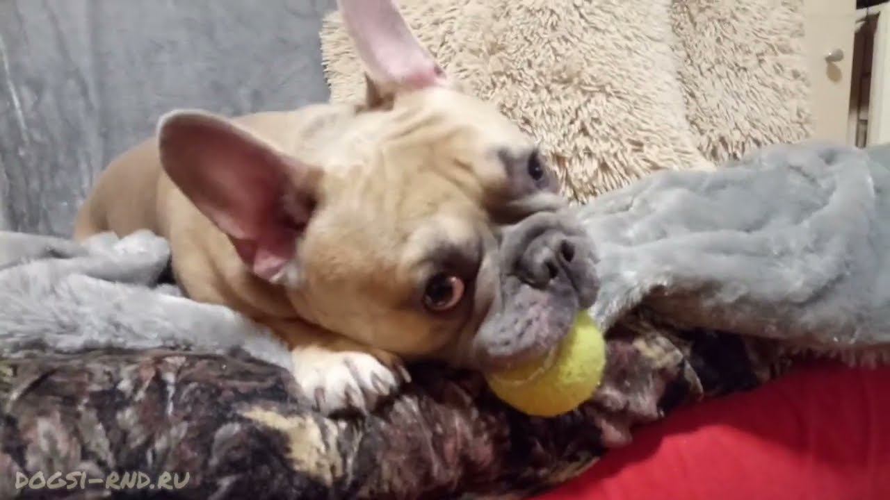 Средство от всех проблем! Французский рецепт бульдога Жорика