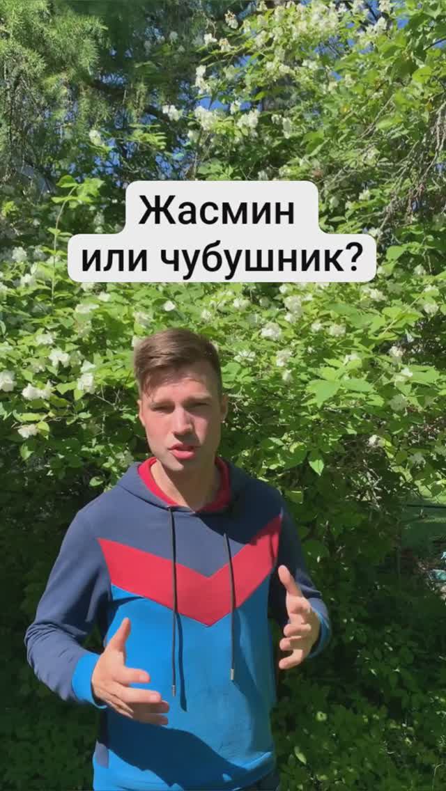 Жасмин или чубушник? Что за куст за моей спиной? Ответ – в видео.