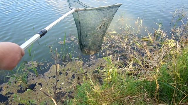 Поймали карпа!