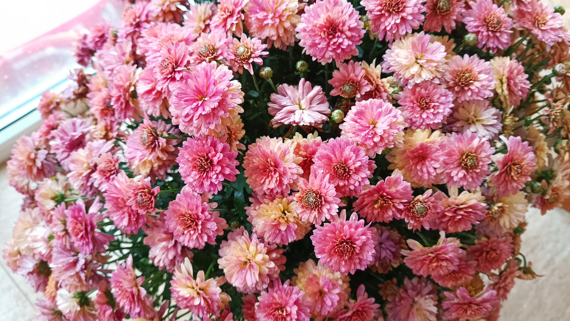 СПОСОБЫ ЧЕРЕНКОВАНИЯ ХРИЗАНТЕМЫ