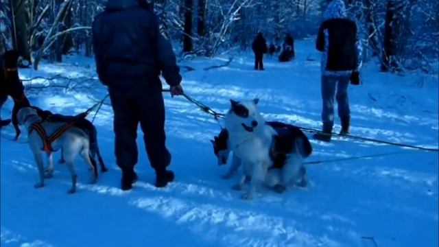 Дебют Деньки в упряжке (с ездовыми метисами)...