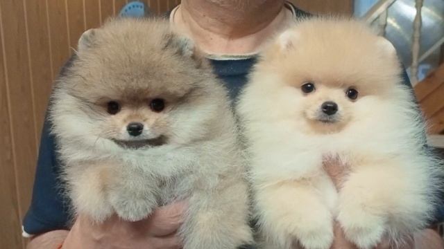 Две сестрички Шпулька и Шпилька.