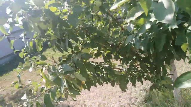 Борьба против тли в саду.