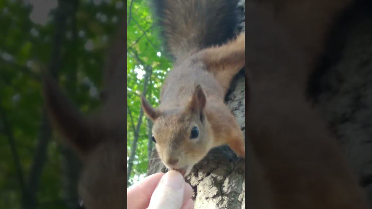 Белки в парке