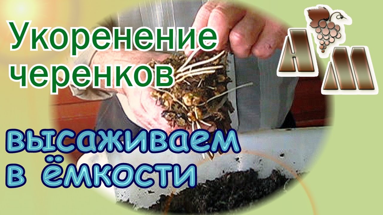 ? Укоренение черенков винограда - 6. Высадка черенков в емкости (контейнеры)