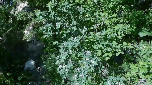 Ишутино 2019. Воспоминания..mp4