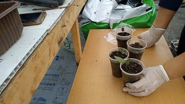 Азимина трилоба, банановое дерево из семян.