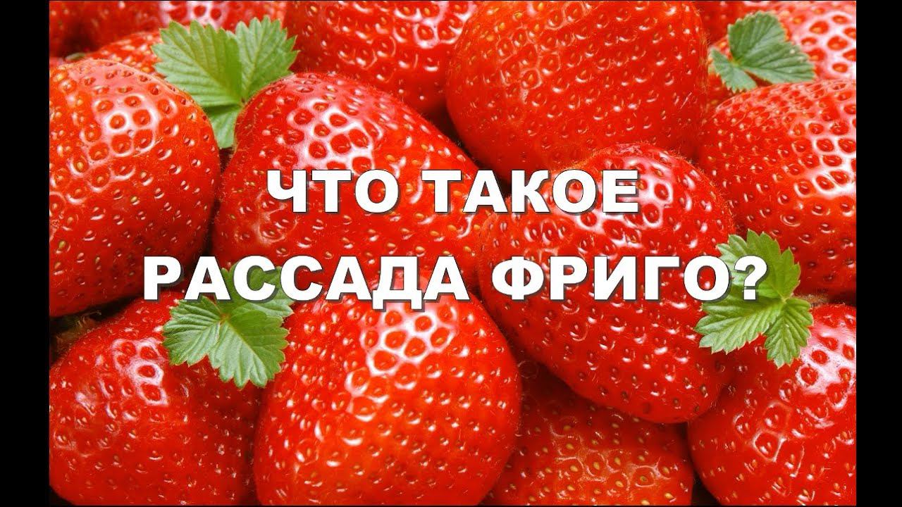 ЧТО ТАКОЕ РАССАДА ФРИГО?