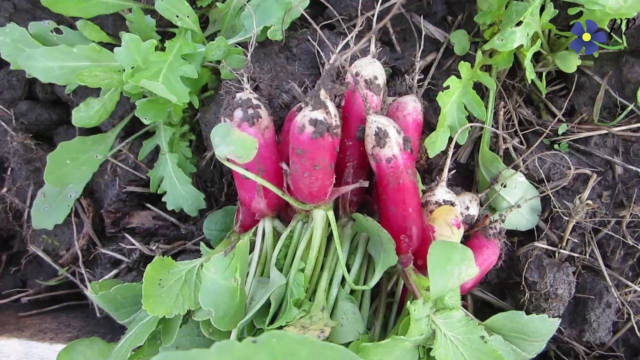 Осенний урожай