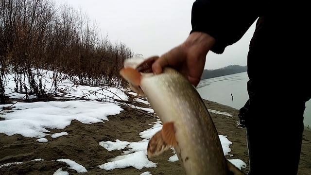 Закидушки в ночь. Хорошая реакция.