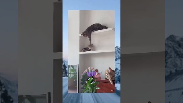 ПРИКОЛЫ С КОТАМИ / Кот летает во сне #юмор #приколы #смех #котики