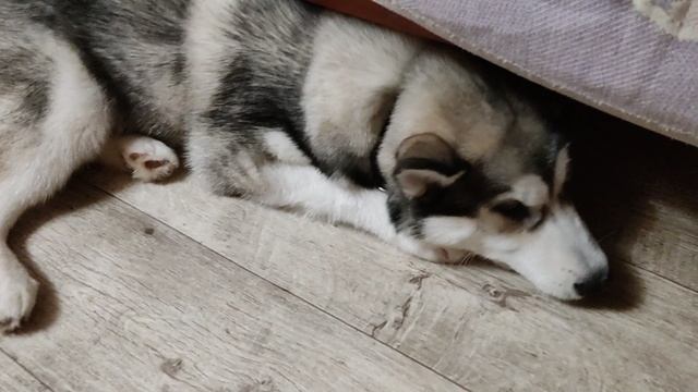 Шкодник Хаа..mkv