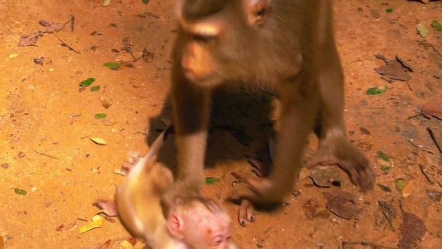 Макаки дерутся.