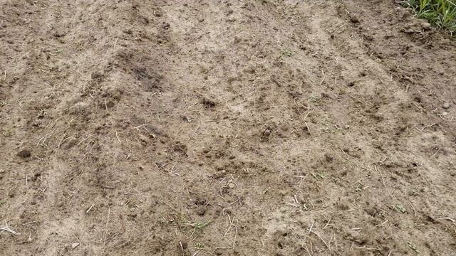 Картошка, часть 6.