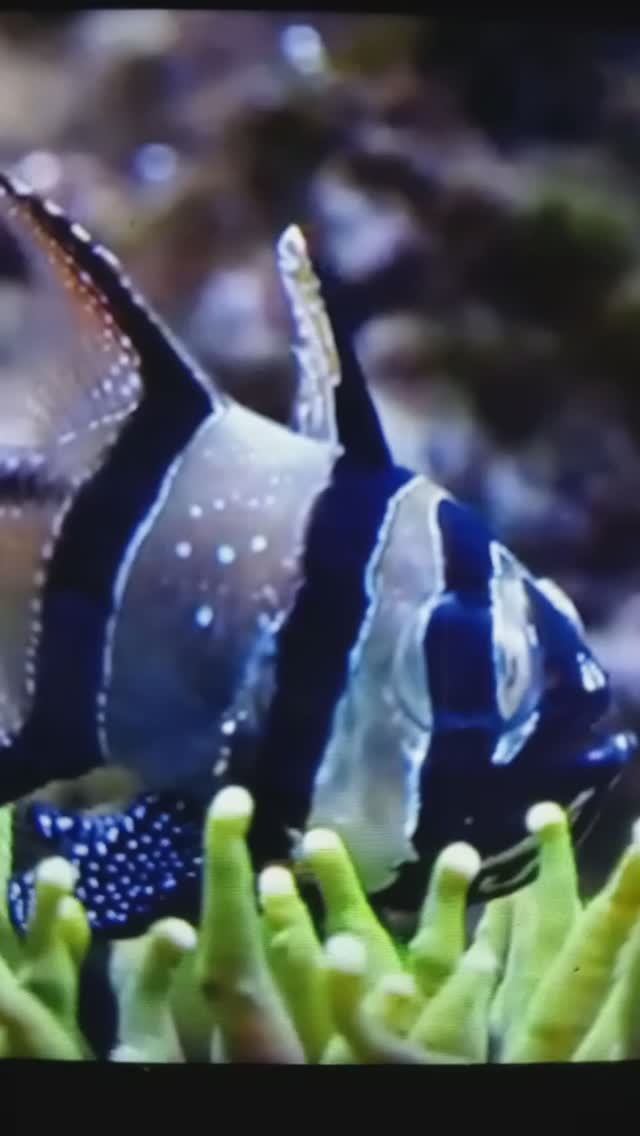 Прекрасные глубины океана?#Shorts