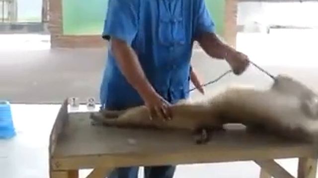 ❗Качаем пресс и спину❗ #shortvideo #shorts #video #shortsvideo #юмор #funny #приколы #животные