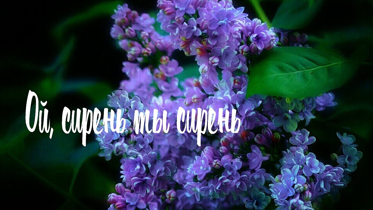 ОЙ, СИРЕНЬ ТЫ СИРЕНЬ / Разбор на гармони по цифрам + ТРЕНЕР