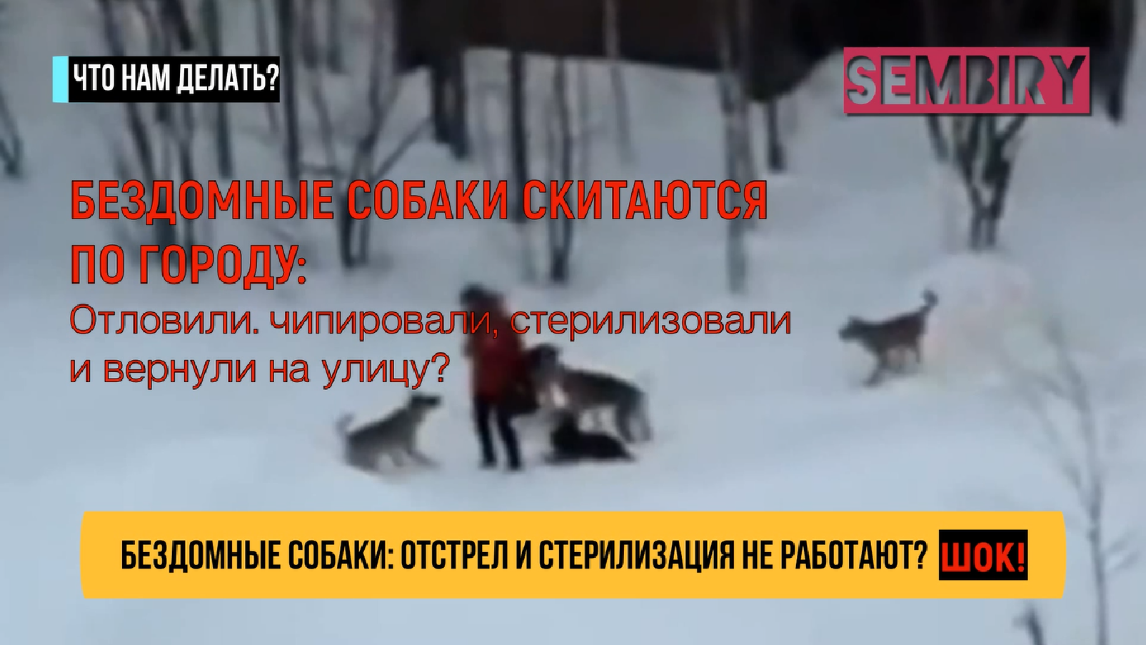 БЕЗДОМНЫЕ СОБАКИ: ОТСТРЕЛ И СТЕРИЛИЗАЦИЯ НЕ РАБОТАЮТ? ЧТО НАМ ДЕЛАТЬ? Выпуск от 06.11.2023