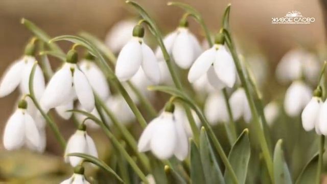 Жизненный стих