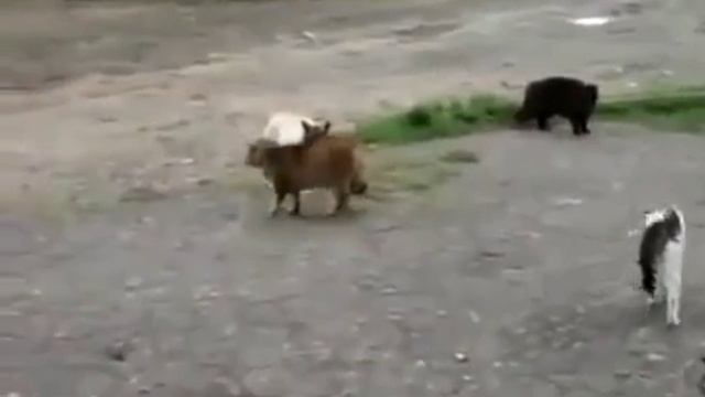 Разборки котэ со стрельбой
