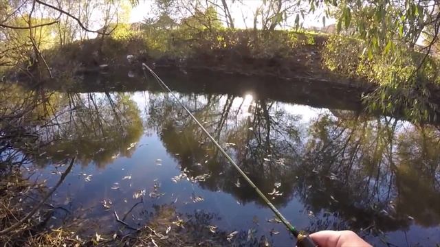 Ротан в октябре.mp4