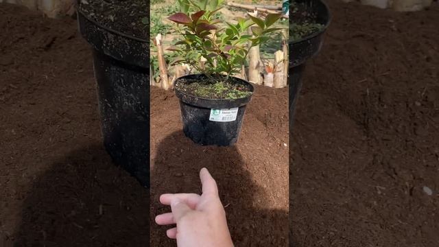 Посадка голубики дёшево в Подмосковье