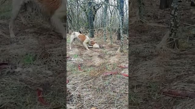 #Shorts_ охота с Бретоном.mp4