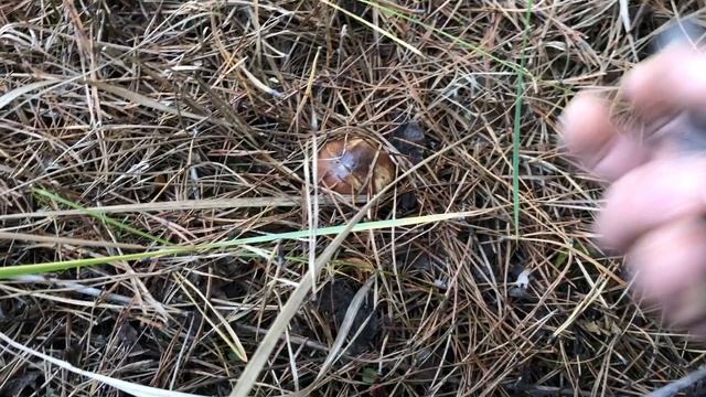 В ЛЕС ЗА МАСЛЯТАМИ(НАШЕЛ ЛИСИЧКИ)