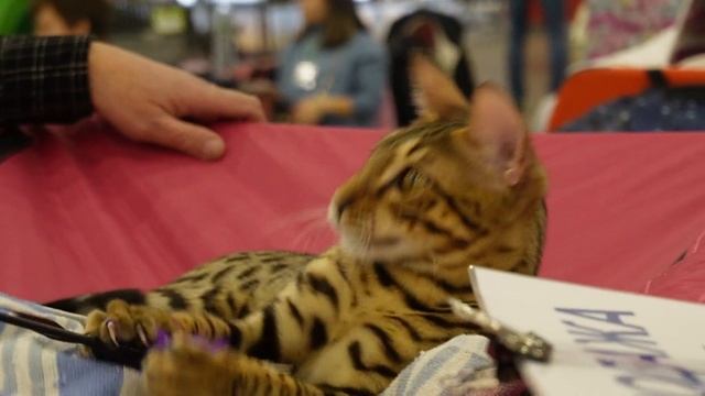 Выставка кошек .10.12,2023.г.Зоошоу.Экспофорум.Санкт-Петербург..Котенок играет.