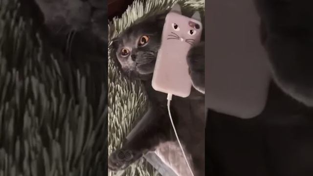 Когда очень долго везут твою пиццу.