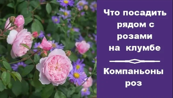❀ Что посадить рядом с розами на клумбе. Компаньоны роз