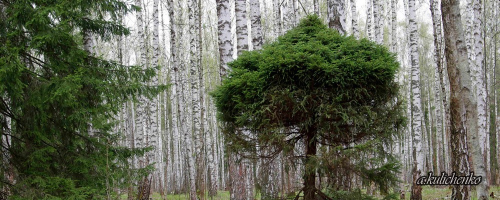 СТРАННАЯ ЁЛКА