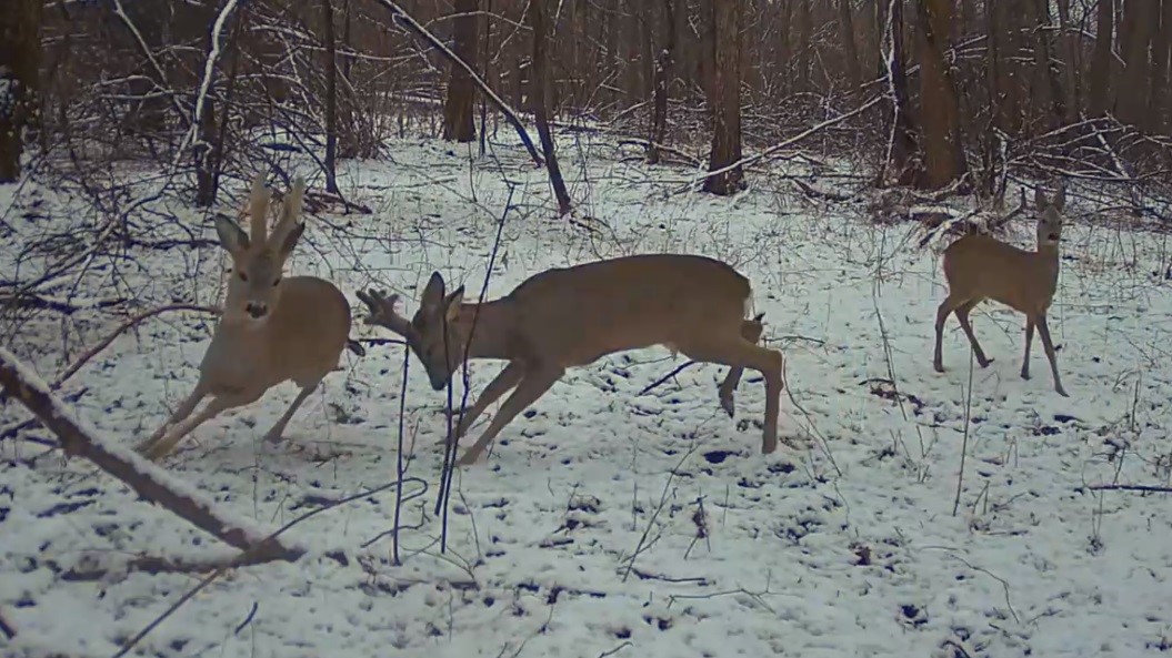 Лисицы и косули