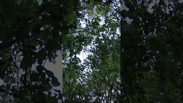 Соловей обыкновенный Беломорский