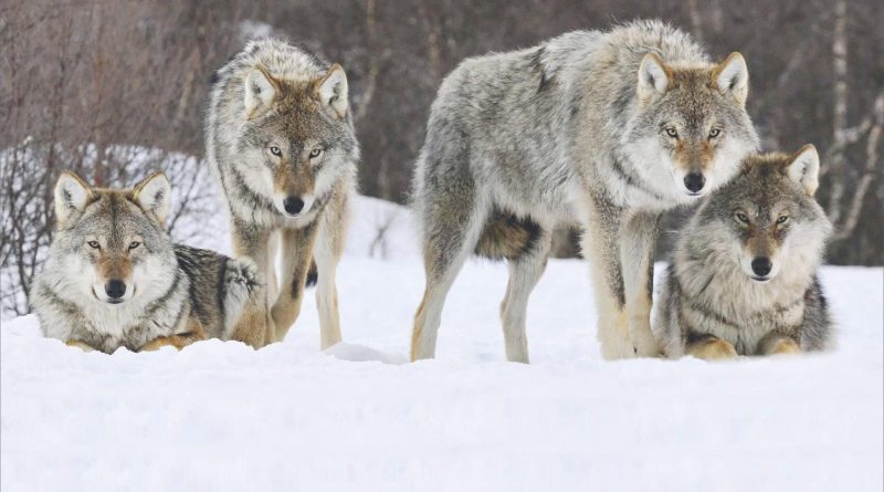 Волки идут по реке Вычегда.